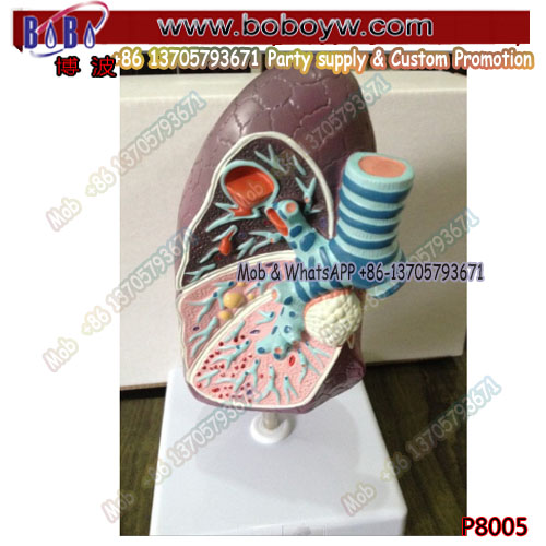 Human Lung Model, Anatomical Lung Pathology Models Medical School ...