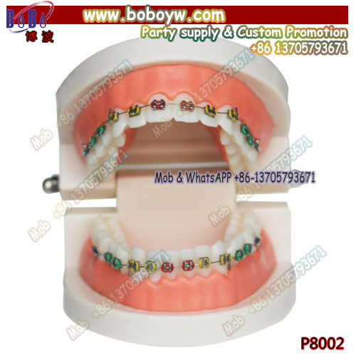 Educational Training Life Size PVC Alternation of Deciduous Teeth and ...
